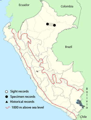 Perdiz de Pata Gris (Crypturellus duidae) - Aves de Peru