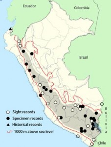 Halcón Perdiguero o Aplomado (Falco femoralis)