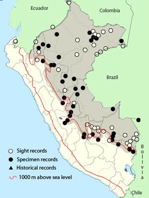 Paloma Plomiza (Patagioenas plumbea)