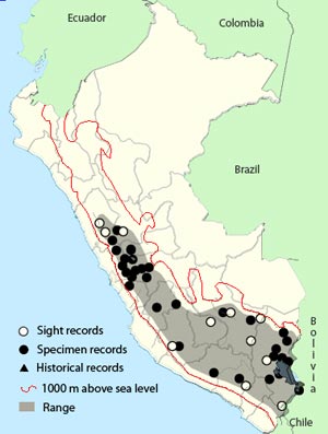 Jilguero Negro (Spinus atratus)