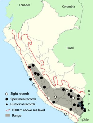Negrito Andino (Lessonia oreas)