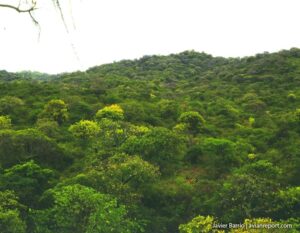 Bosque Tropical Caducifolio