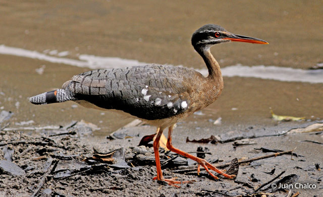Tigana (Eurypyga helias)