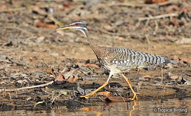 Tigana (Eurypyga helias)