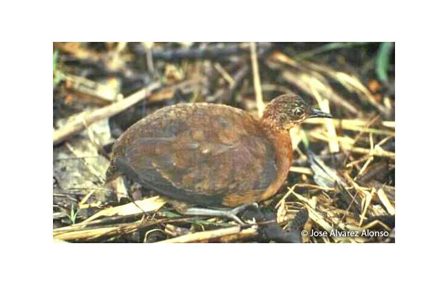 Perdiz de Pata Gris (Crypturellus duidae) - Aves de Peru