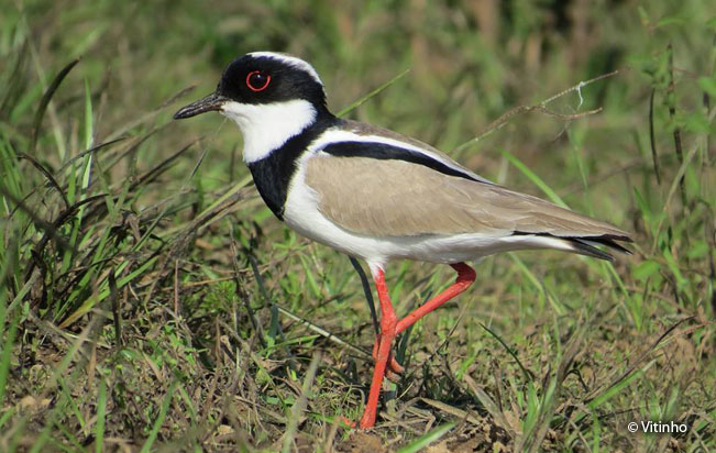 Avefría Pinta (Vanellus cayanus)