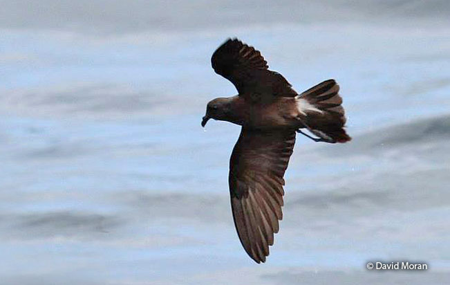 Golondrina de Mar Peruana (Hydrobates tethys)