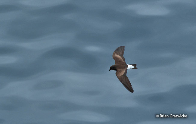 Golondrina de Mar Peruana (Hydrobates tethys)