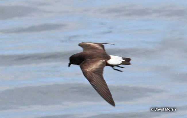 Golondrina de Mar Peruana (Hydrobates tethys)