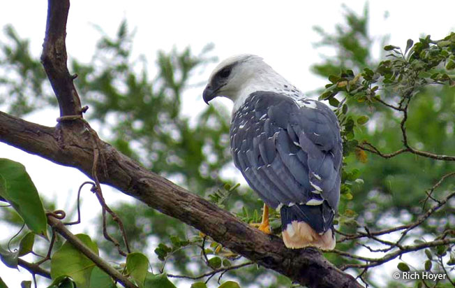 Gavilán Blanco (Pseudastur albicollis) - Aves de Peru