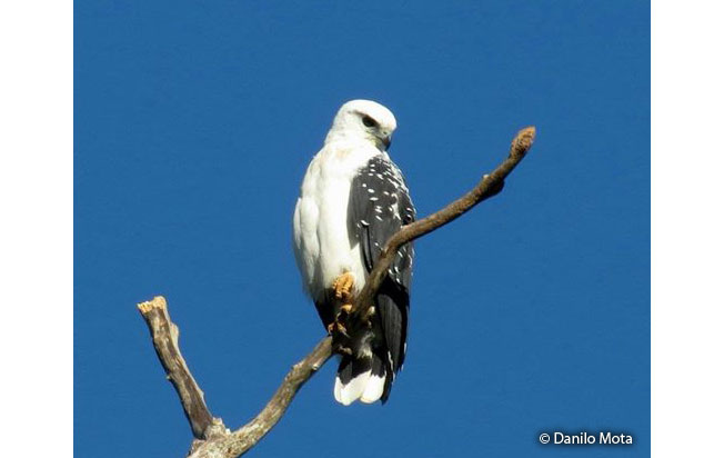 Gavilán Blanco (Pseudastur albicollis) - Aves de Peru