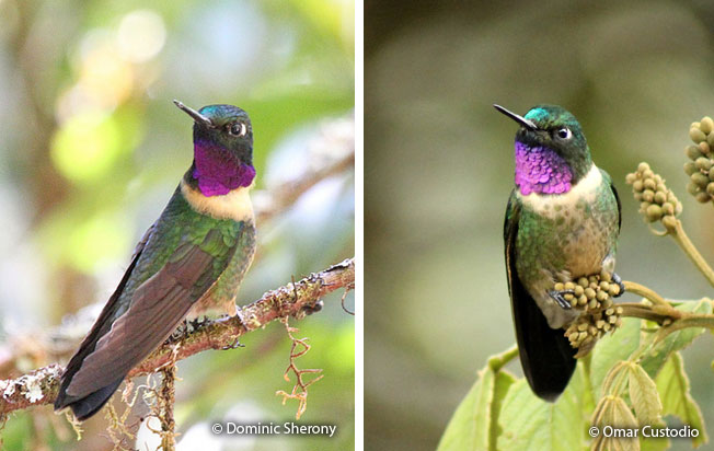 Angel-del-Sol de Garganta Amatista (Heliangelus amethysticollis)