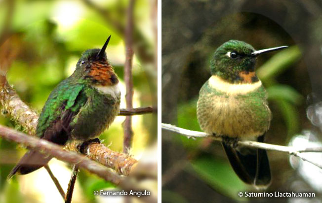 Angel-del-Sol de Garganta Amatista (Heliangelus amethysticollis)
