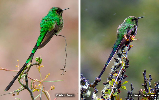 Colibrí de Cola Larga Verde (Lesbia nuna)