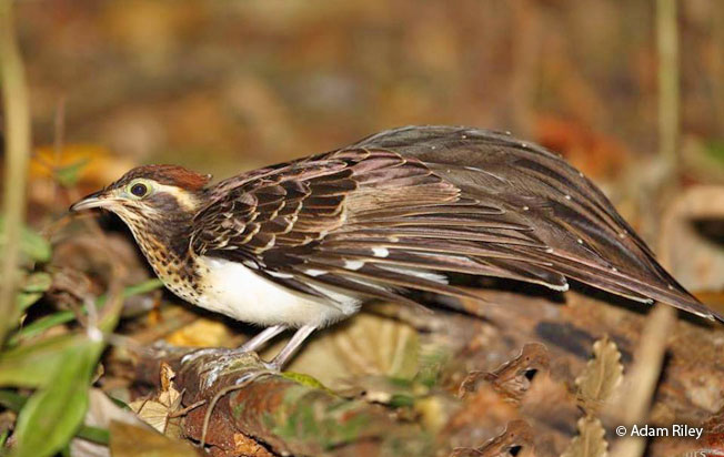 Cuco Faisán (Dromococcyx phasianellus)