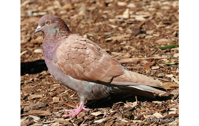 Paloma Doméstica (Columba livia)