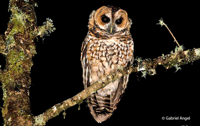 Búho Rufo Bandeado (Strix albitarsis)