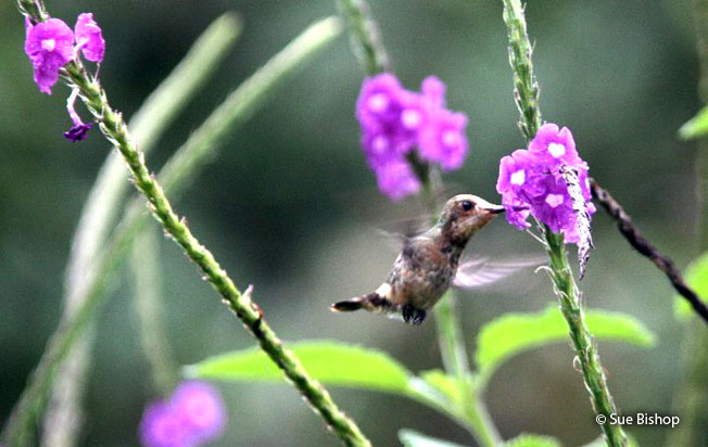Coqueta Coronada (Lophornis stictolophus