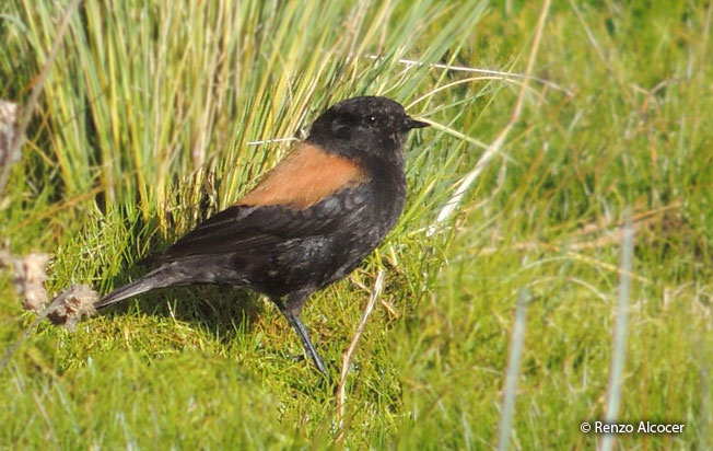 Negrito Andino (Lessonia oreas)