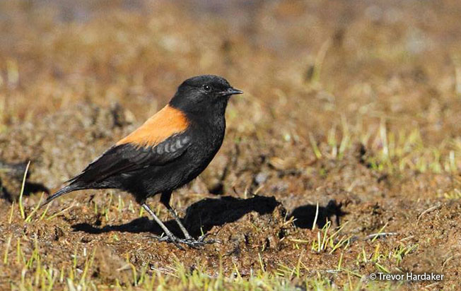 Negrito Andino (Lessonia oreas)
