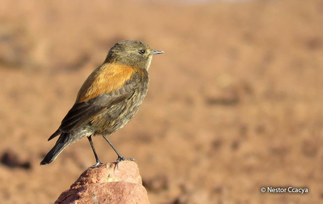 Negrito Andino (Lessonia oreas)