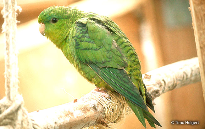 Perico Barrado (Bolborhynchus lineola)