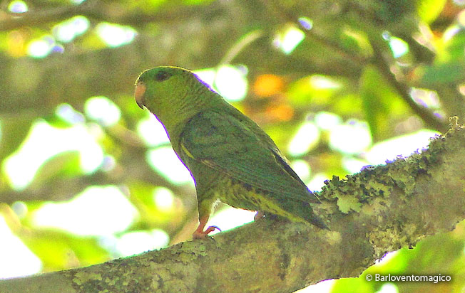 Perico Barrado (Bolborhynchus lineola)