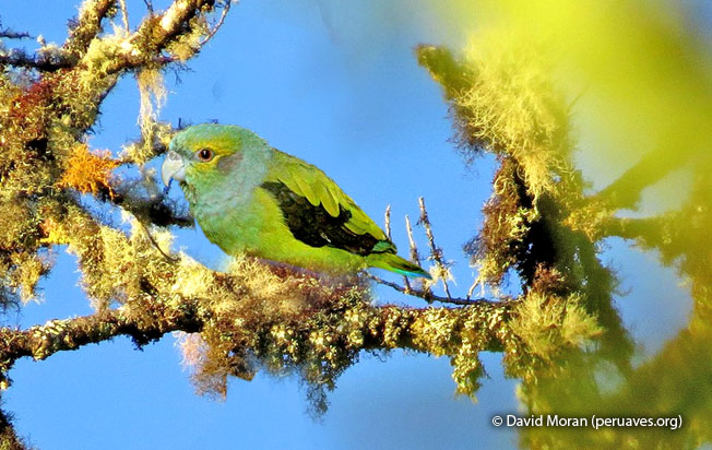 Loro de Ala Negra (Hapalopsittaca melanotis)