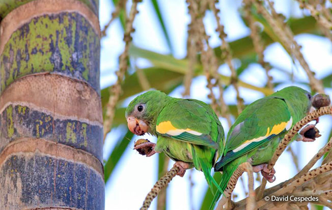 Perico de Ala Amarilla (Brotogeris versicolurus)