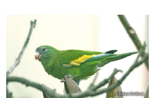 Perico de Ala Amarilla (Brotogeris versicolurus)