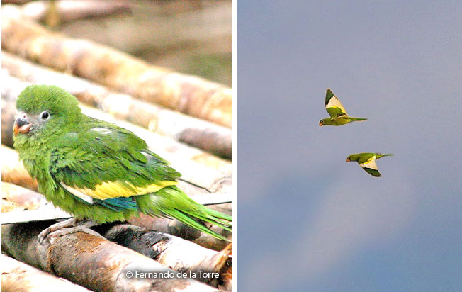 Perico de Ala Amarilla (Brotogeris versicolurus)