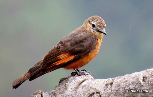 Tirano de Riscos (Hirundinea ferruginea)