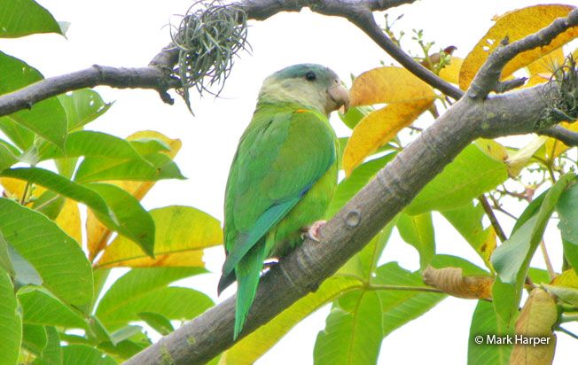 Perico de Mejilla Gris (Brotogeris pyrrhoptera)
