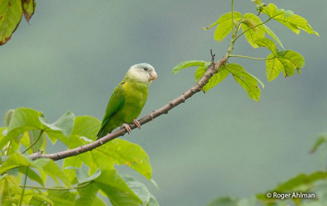 Perico de Mejilla Gris (Brotogeris pyrrhoptera)
