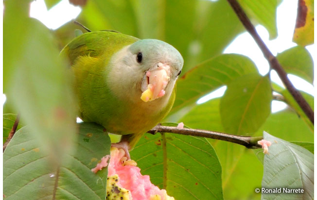 Perico de Mejilla Gris (Brotogeris pyrrhoptera)