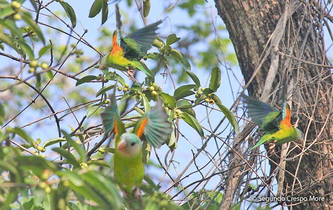Perico de Mejilla Gris (Brotogeris pyrrhoptera)