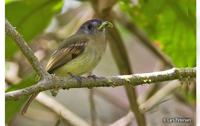 Mosquerito Inca (Leptopogon taczanowskii)