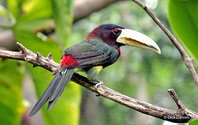 Arasari de Pico Marfil (Pteroglossus azara)