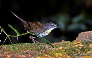 Tapaculo de Faja Rojiza (Liosceles thoracicus)