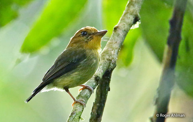 Pico-Chato de Garganta Amarilla (Platyrinchus flavigularis)