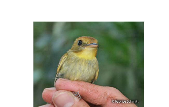 Pico-Chato de Garganta Amarilla (Platyrinchus flavigularis)
