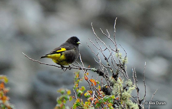Jilguero Negro (Spinus atratus)