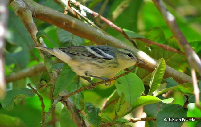 Reinita Cerúlea (Setophaga cerulea)