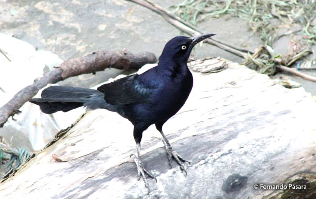 Clarinero de Cola Grande (Quiscalus mexicanus)