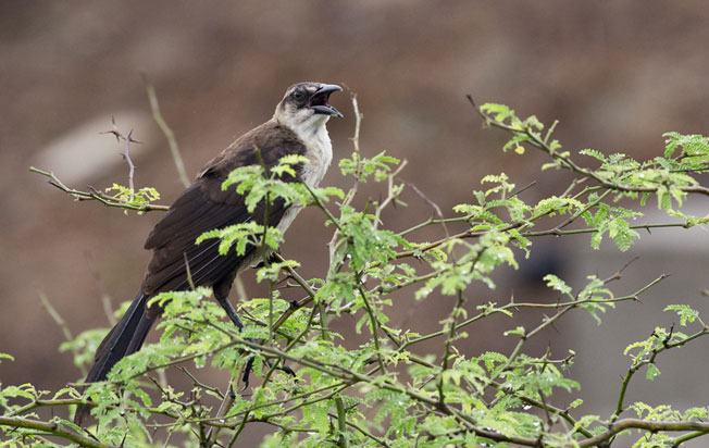 Clarinero de Cola Grande (Quiscalus mexicanus)