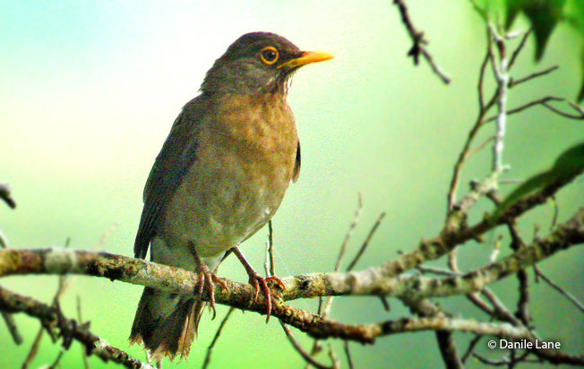 Zorzal de Lawrence (Turdus lawrencii)