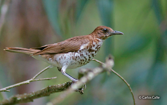 Zorzal del Marañón (Turdus maranonicus)