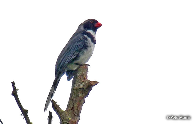 Saltador Enmascarado (Saltator cinctus)