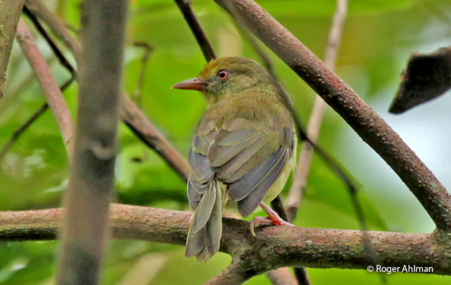 Verdillo Oliváceo (Hylophilus olivaceus)