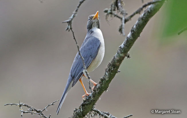 Zorzal de Dorso Plomizo (Turdus reevei)